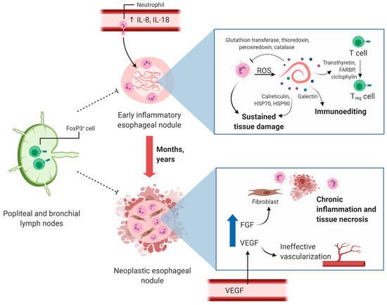 Spirocerca lupi Proteomics and Its Role in Cancer Development: An ...