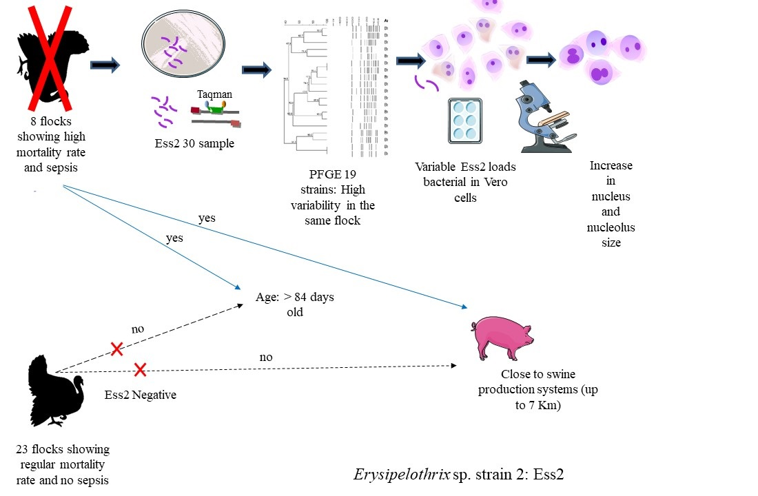 Pathogens | Free Full-Text | First Report of Genetic Variability of ...