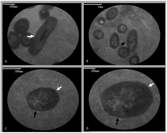 First Report of Genetic Variability of Erysipelothrix sp. Strain 2 in ...