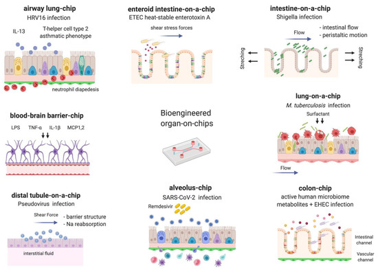 Refining Host-Pathogen Interactions: Organ-on-Chip Side of the Coin