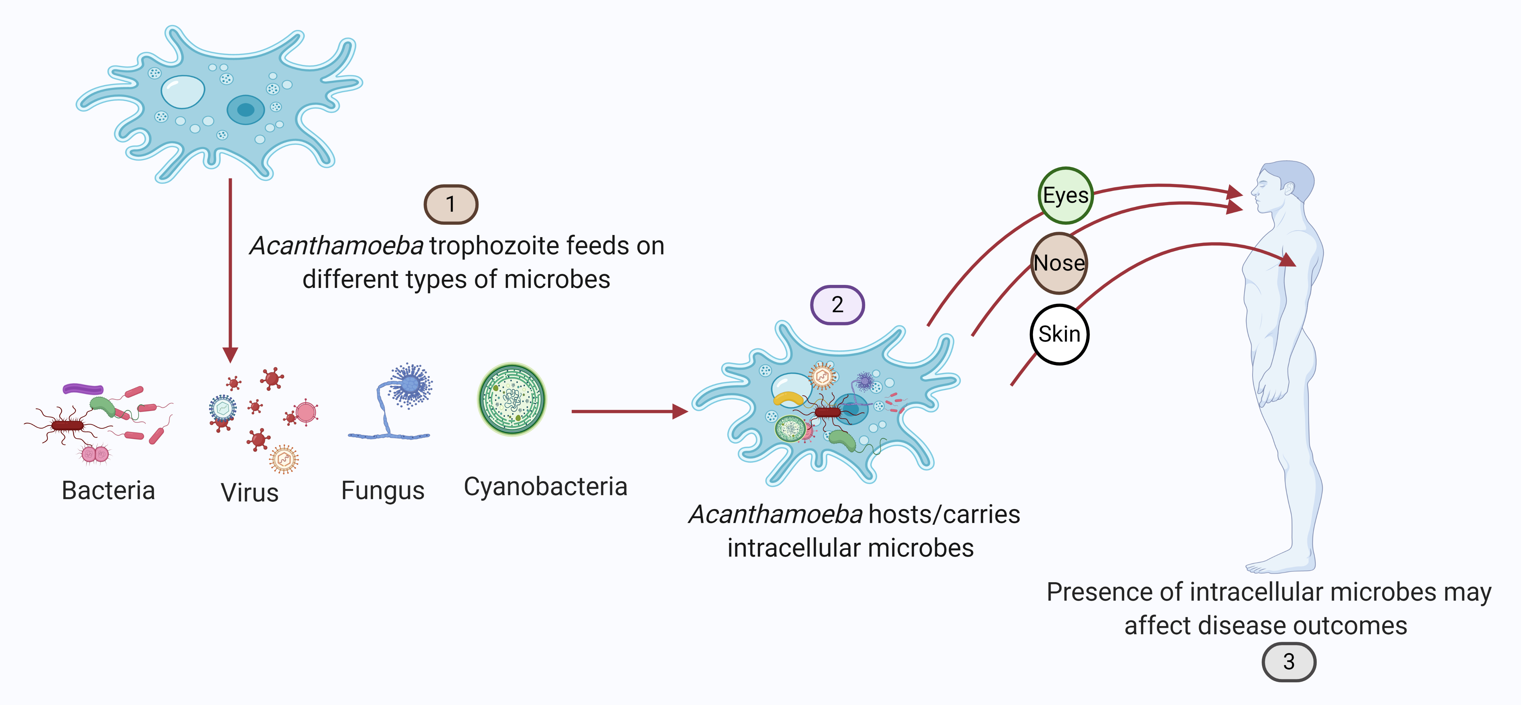Pathogens | Free Full-Text | A Systematic Review of Intracellular ...