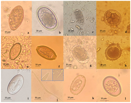Insight into One Health Approach: Endoparasite Infections in Captive ...