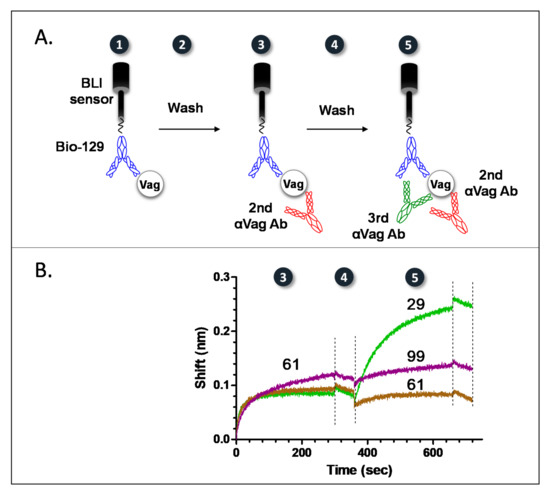 Epitope Binning of Novel Monoclonal Anti F1 and Anti LcrV Antibodies and Their Application in a ...