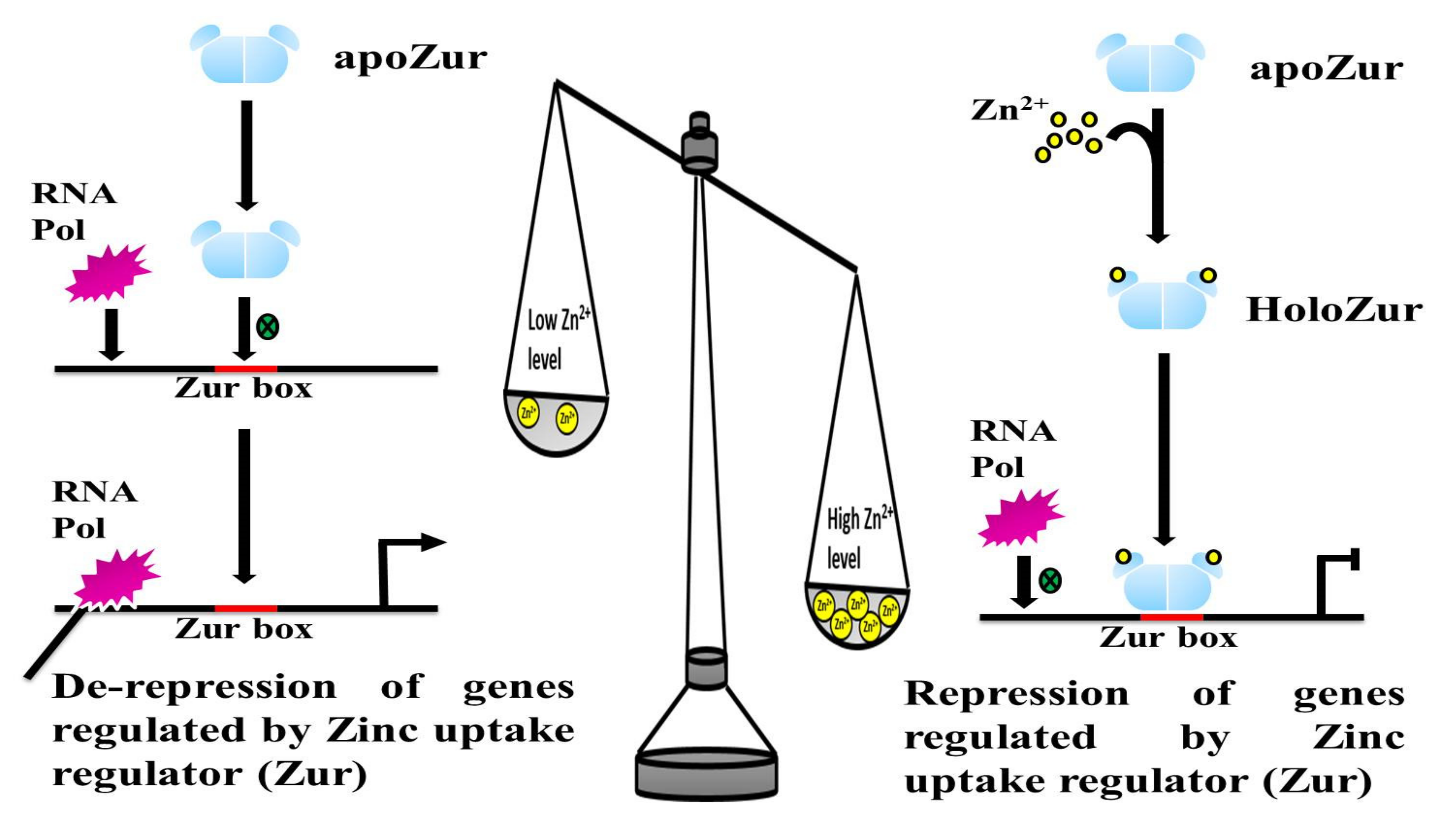 Zur: Zinc-Sensing Transcriptional Regulator in a Diverse Set of ...