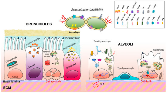 Acinetobacter baumannii: An Ancient Commensal with Weapons of a Pathogen