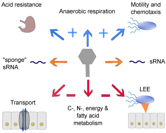 Bacteriophages of Shiga Toxin-Producing Escherichia coli and Their ...