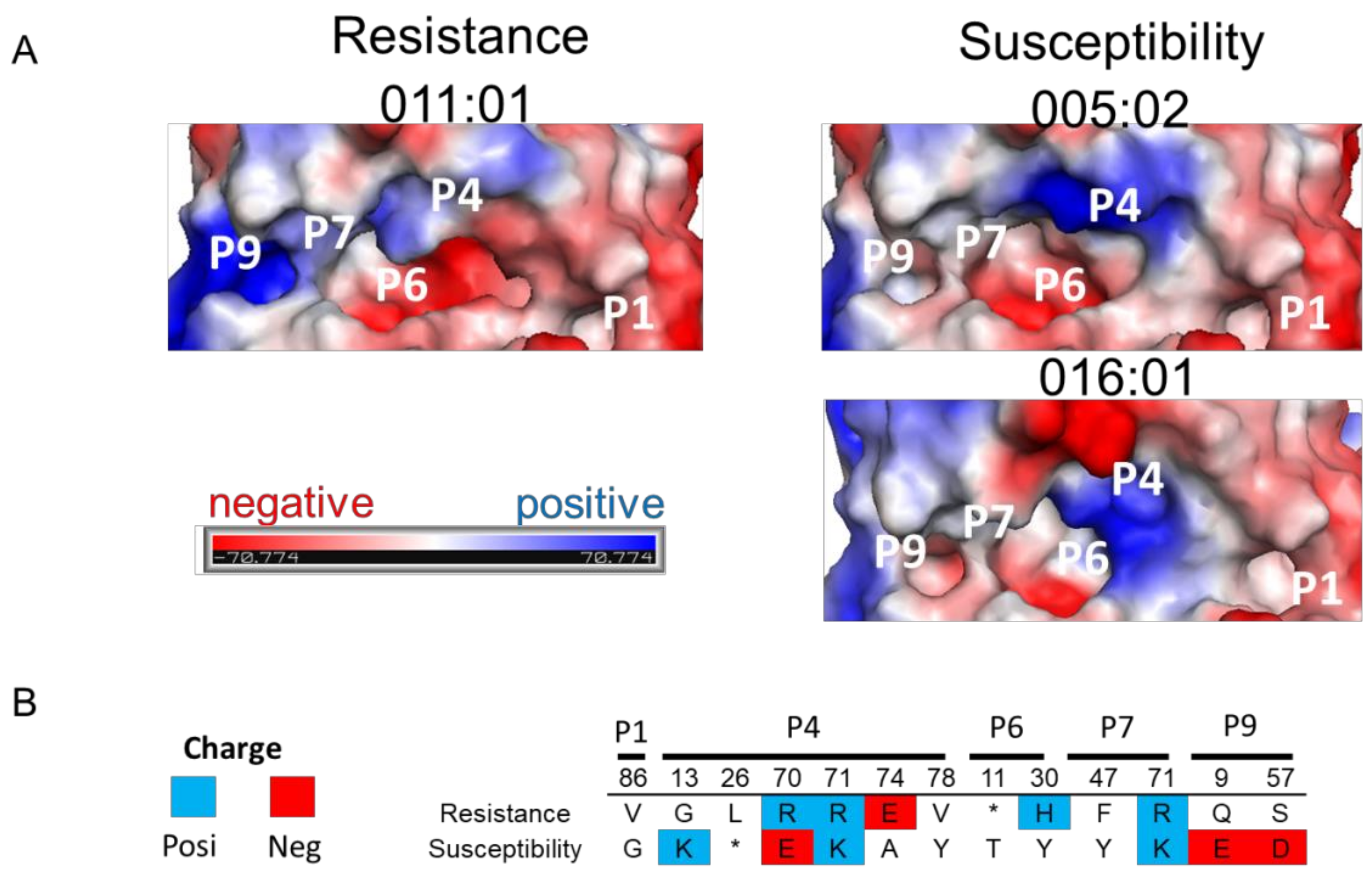 Association of Bovine Leukemia Virus-Induced Lymphoma with BoLA-DRB3 ...
