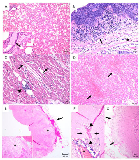 Experimental Infection of North American Sheep with Ehrlichia ruminantium