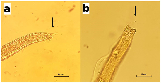 Pathology of Urinary Bladder in Pearsonema spp. Infected Wildlife from ...