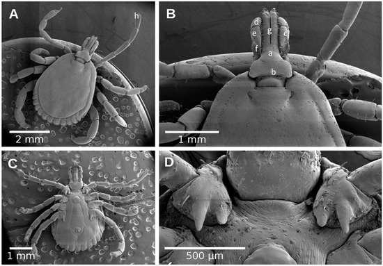 Morphometrics of Amblyomma mixtum in the State of Veracruz, Mexico