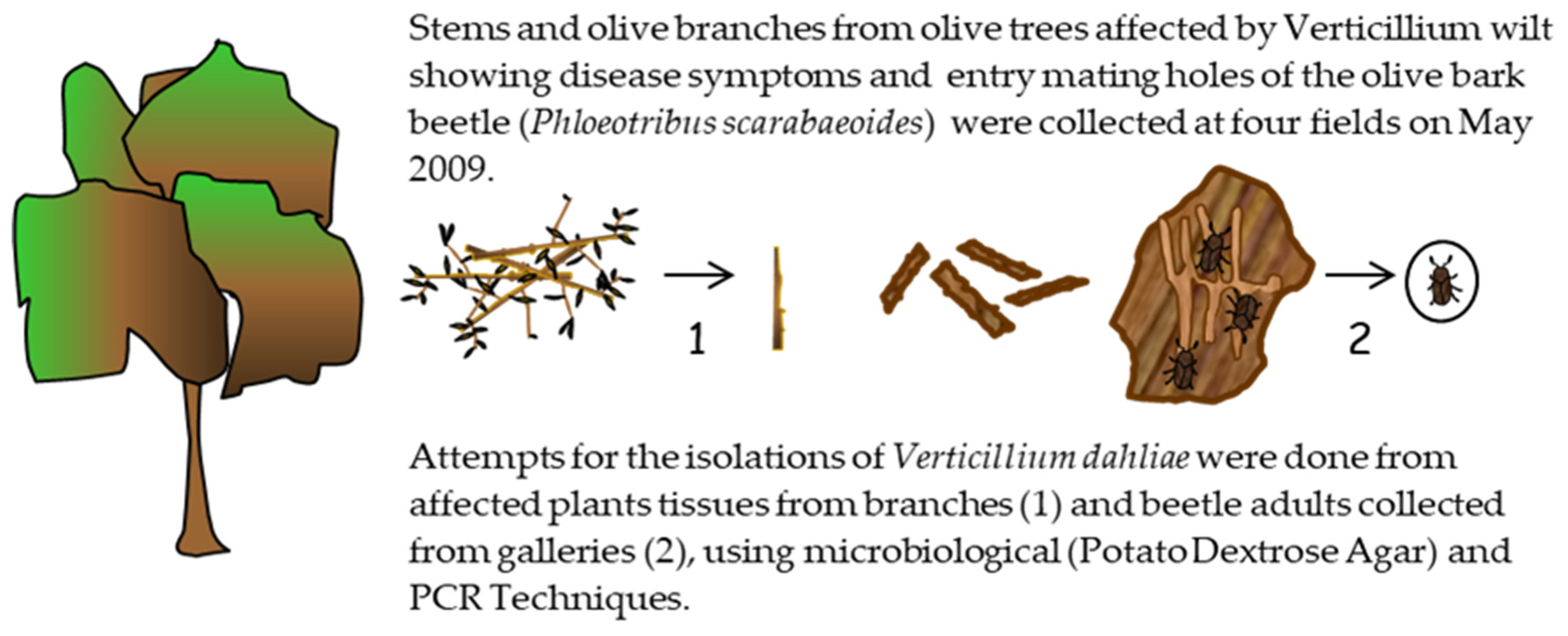 Lack of Evidence for Transmission of Verticillium dahliae by the Olive ...