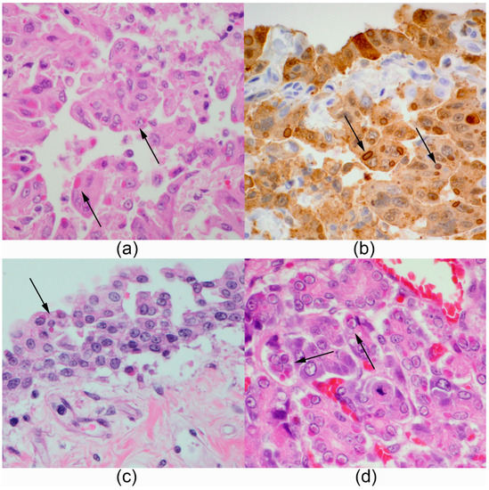 Sylvatic Canine Morbillivirus in Captive Panthera Highlights Viral ...