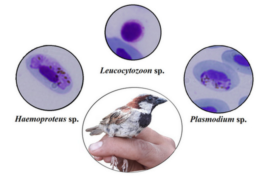 Pathogens | Special Issue : Animal Vector-Borne Diseases