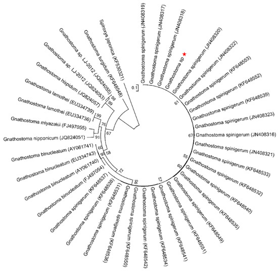 Morphological and Phylogenetic Analysis of Eustrongylides sp. and ...