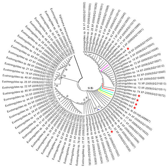 Morphological and Phylogenetic Analysis of Eustrongylides sp. and ...