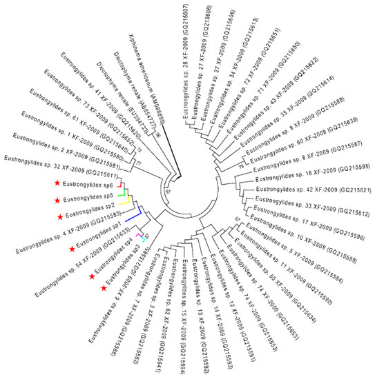Morphological and Phylogenetic Analysis of Eustrongylides sp. and ...