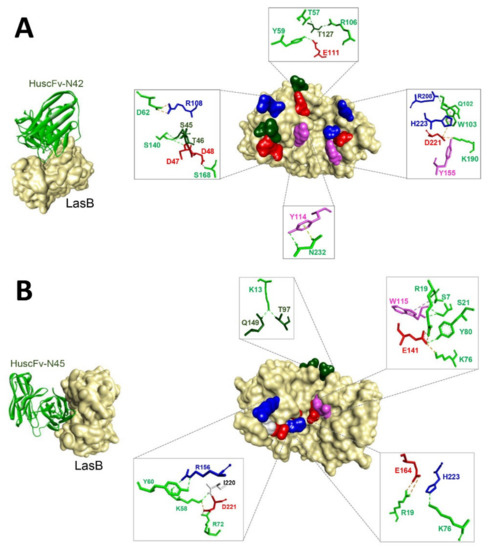 Human Single-Chain Antibodies That Neutralize Elastolytic Activity of ...