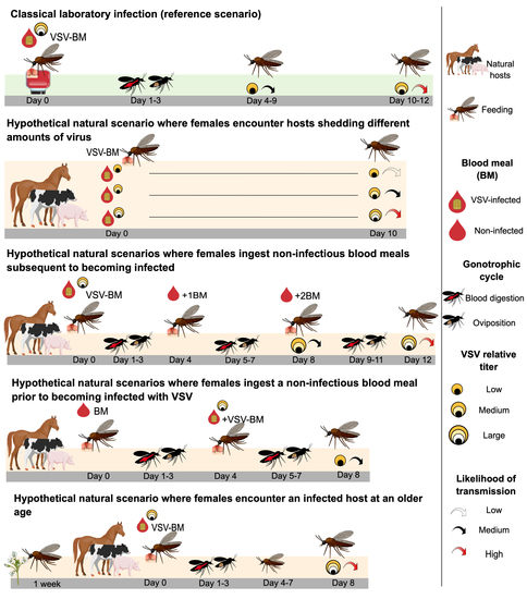 Pathogens | Special Issue : Vesicular Stomatitis Virus: Agricultural ...