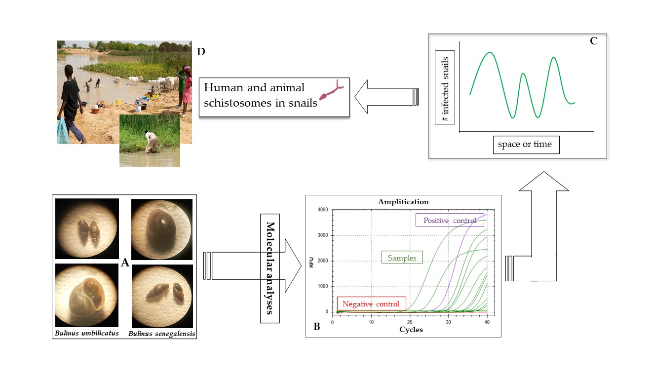 Pathogens | Free Full-Text | Bulinus senegalensis and Bulinus ...