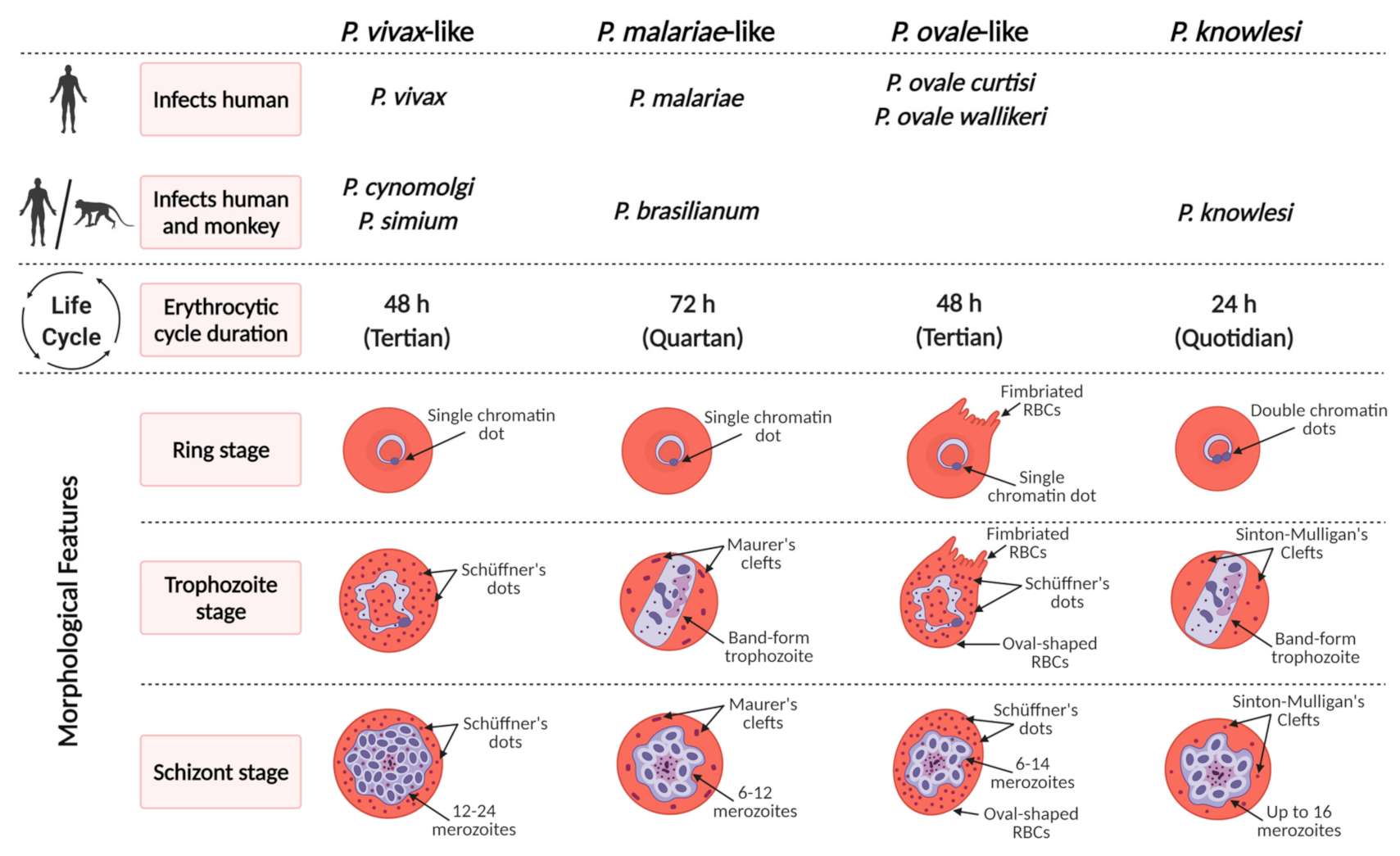 Differences Between Plasmodium Vivax And Plasmodium F - vrogue.co Differences Between Plasmodium Vivax And Plasmodium F - vrogue.co