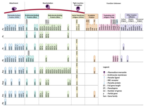 Zoonotic Malaria: Non-Laverania Plasmodium Biology and Invasion Mechanisms