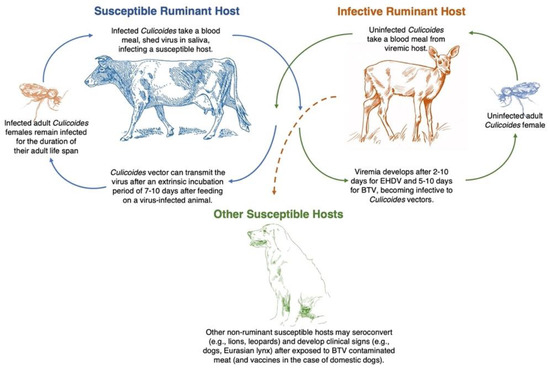 Bluetongue and Epizootic Hemorrhagic Disease in the United States of ...