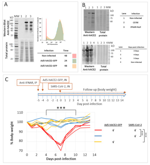 Pathogens | Special Issue : Animal Models of Infectious Disease