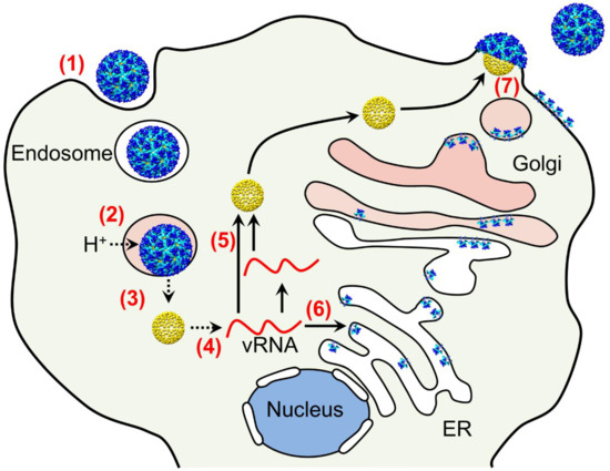 The Structural Biology of Eastern Equine Encephalitis Virus, an ...