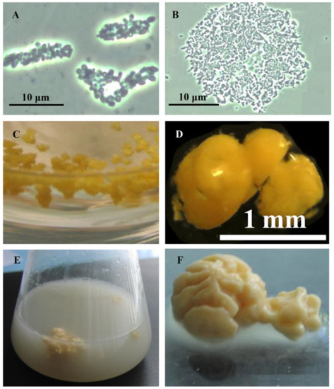 Responses to Ecopollutants and Pathogenization Risks of Saprotrophic ...