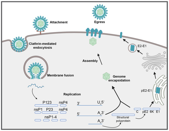 Alphavirus Virulence Determinants