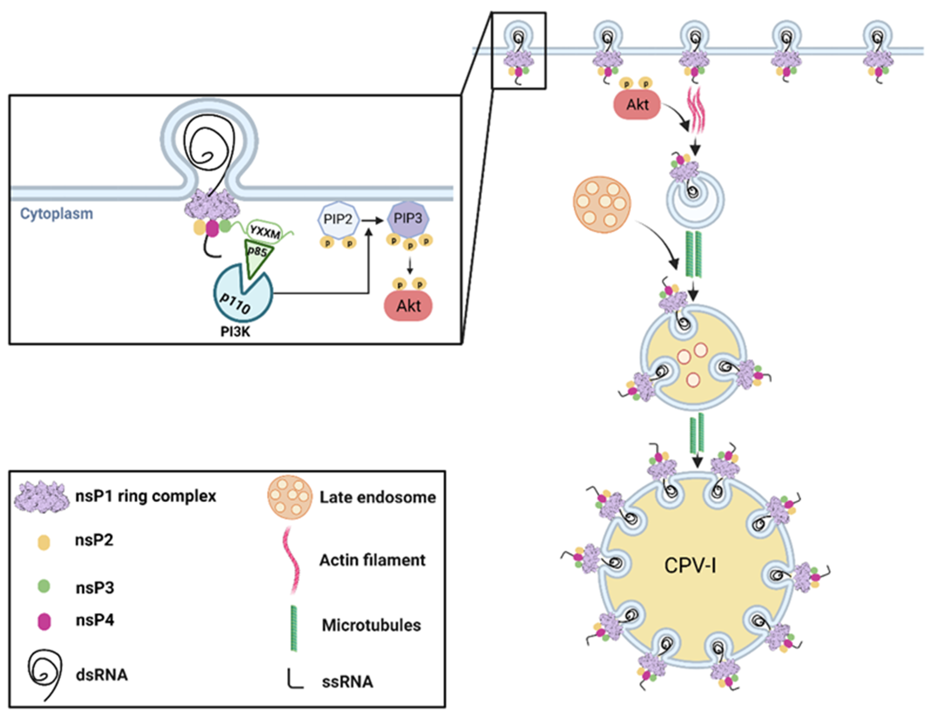 Alphavirus-Induced Membrane Rearrangements during Replication, Assembly ...