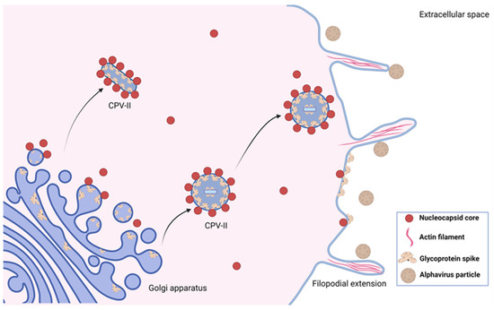 Alphavirus-Induced Membrane Rearrangements during Replication, Assembly ...