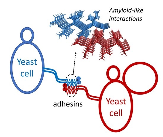 Pathogens | Special Issue : Fungal Cell Adhesion Proteins: Structure ...