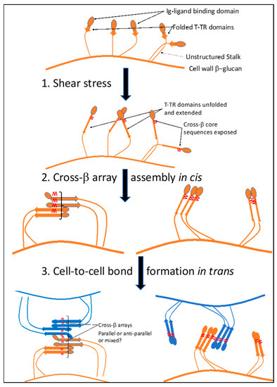 Pathogens | Special Issue : Fungal Cell Adhesion Proteins: Structure ...
