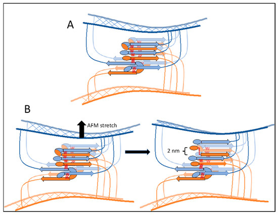 A New Function for Amyloid-Like Interactions: Cross-Beta Aggregates of ...