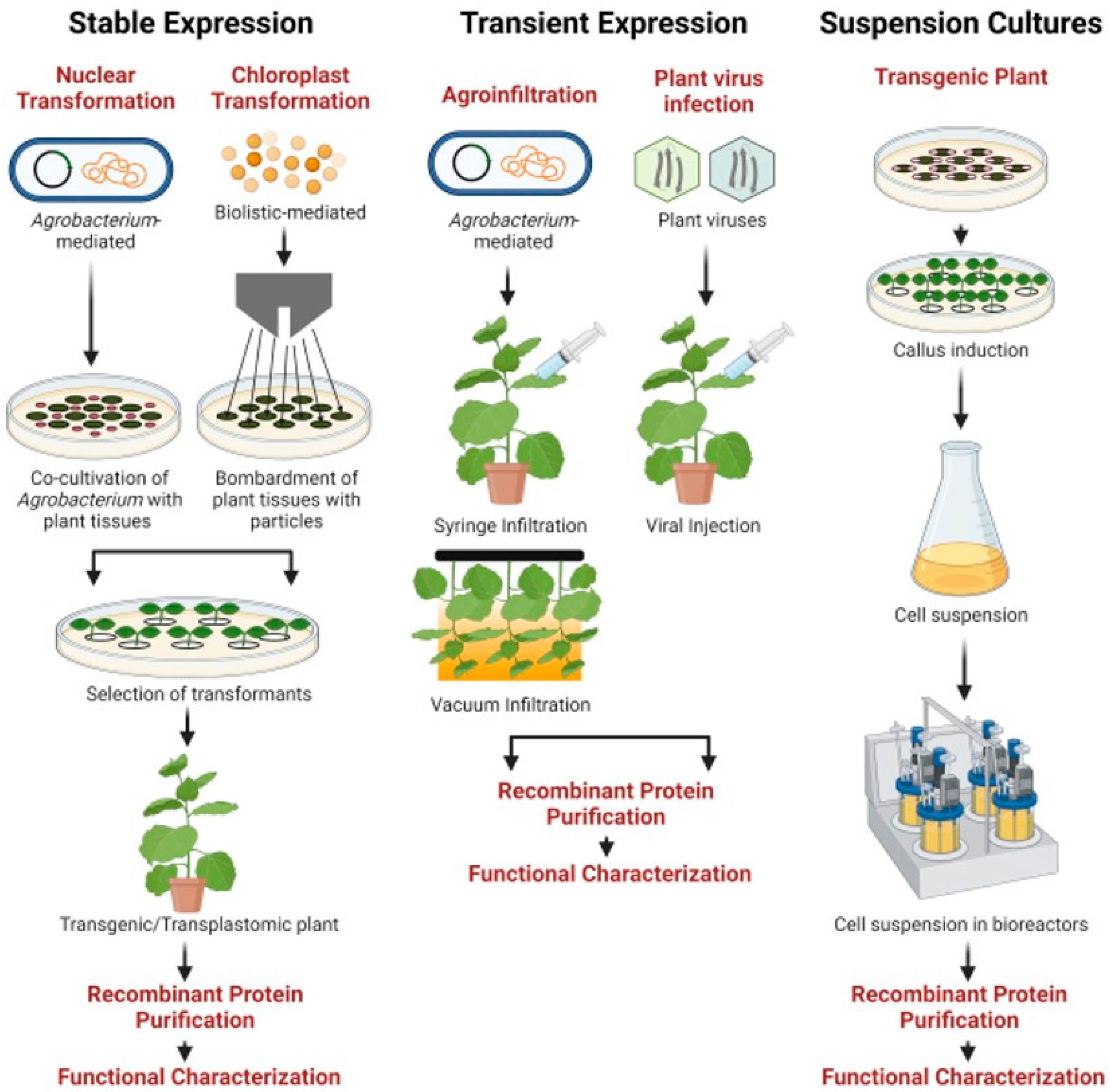 Pathogens Free Full Text Potential For Developing Plant Derived