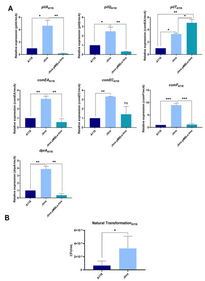 Involvement of the Histone-Like Nucleoid Structuring Protein (H-NS) in ...