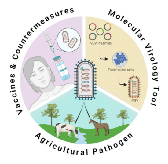 Pathogens | Special Issue : Vesicular Stomatitis Virus: Agricultural ...