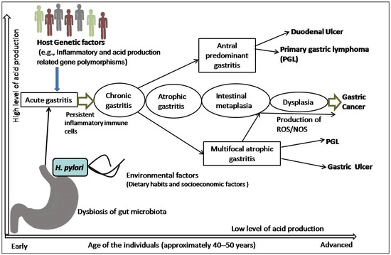 Pathogens Free Full Text Helicobacter Pylori Induced Inflammation
