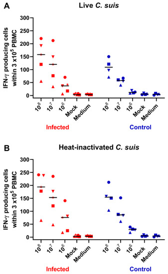 Characteristics of Chlamydia suis Ocular Infection in Pigs