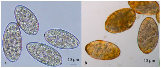 Mapping the Spatial Distribution of the Rumen Fluke Calicophoron ...