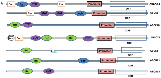 Delineating the Role of Aedes aegypti ABC Transporter Gene Family ...