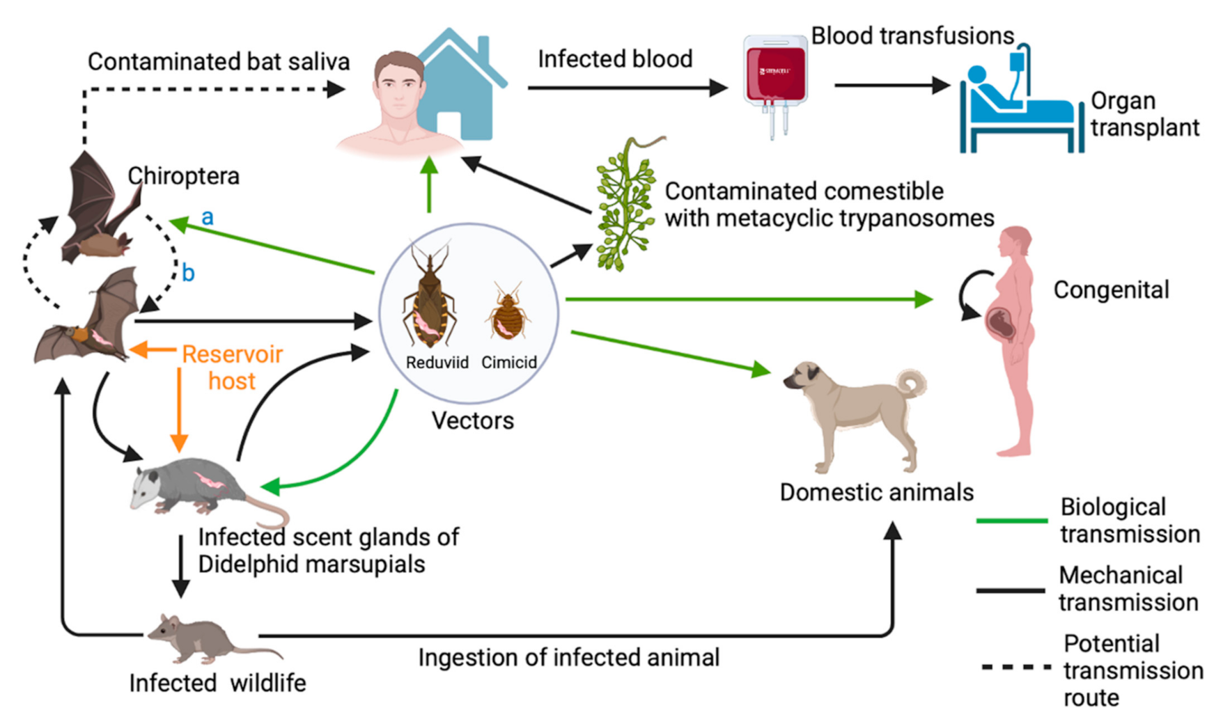 Trypanosoma Lewisi Labeled