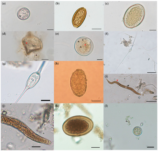 Parasites Circulating in Wild Synanthropic Capybaras (Hydrochoerus ...