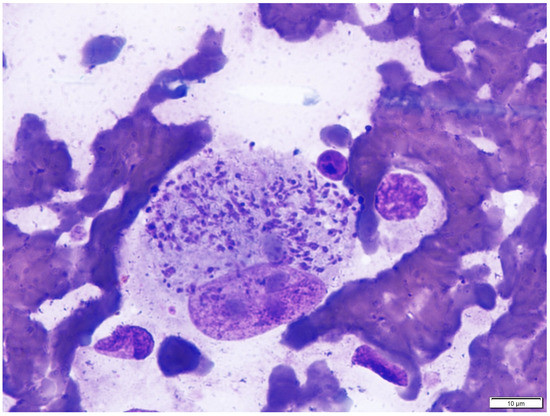 Pathogens | Free Full-Text | Cytauxzoonosis in North America