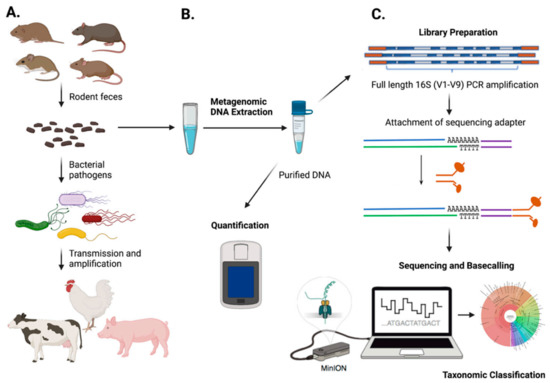 Nanopore-Based Surveillance of Zoonotic Bacterial Pathogens in Farm ...