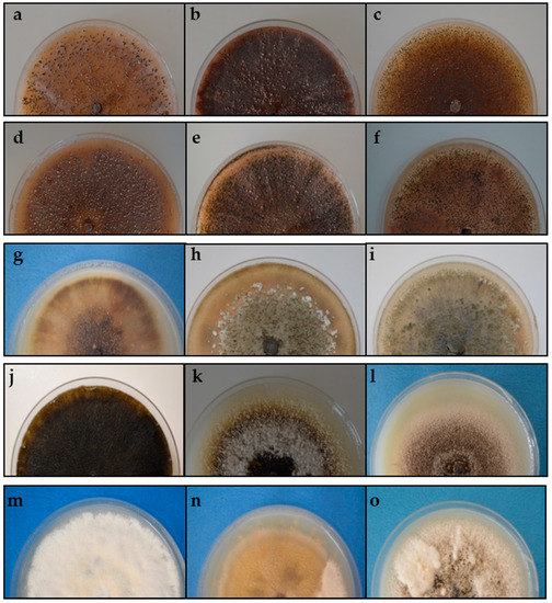 First Characterisation of the Phoma Species Complex on Maize Leaves in ...
