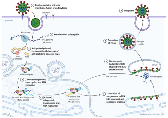 Biology and Pathogenesis of SARS-CoV-2: Understandings for Therapeutic ...
