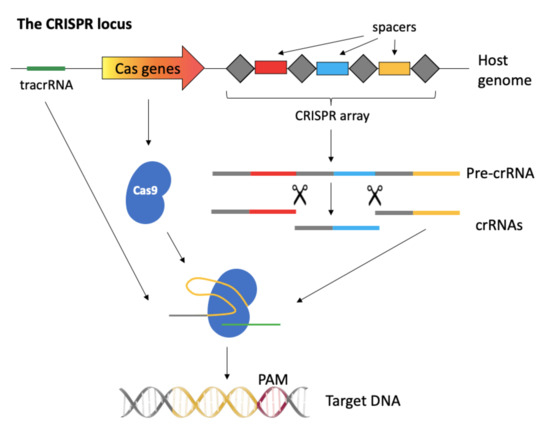 Pathogens | Free Full-Text | Targeting and Understanding HIV Latency ...