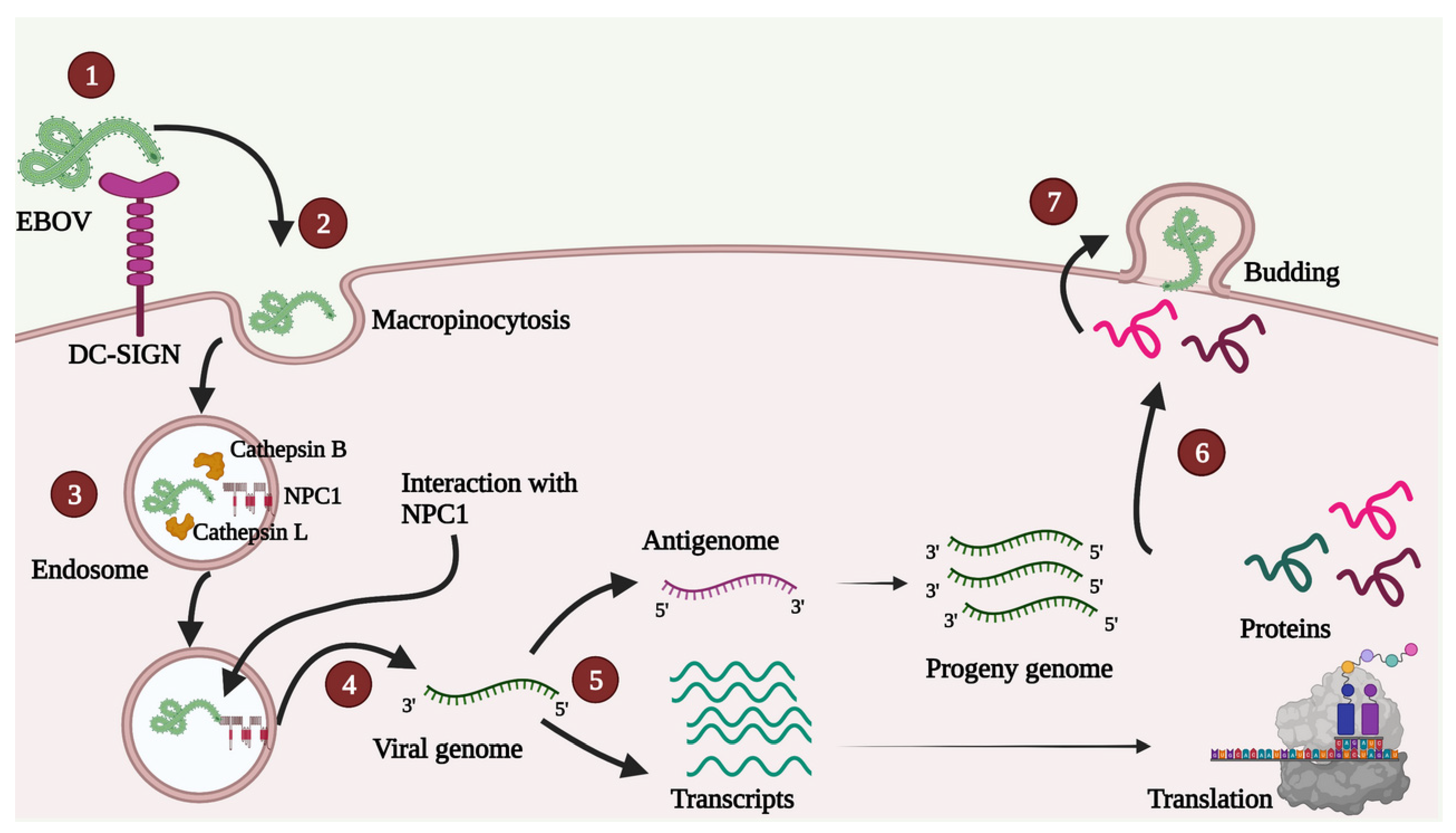 Ebola Virus Structure Ebola Virus Structure